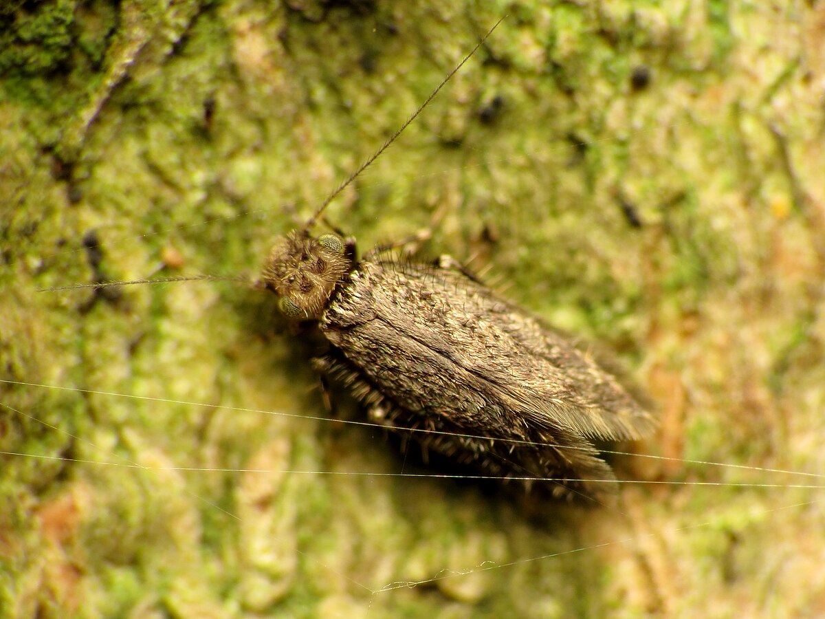 Booklice & Barklice Pest Control – Clean Solutions Pte Ltd